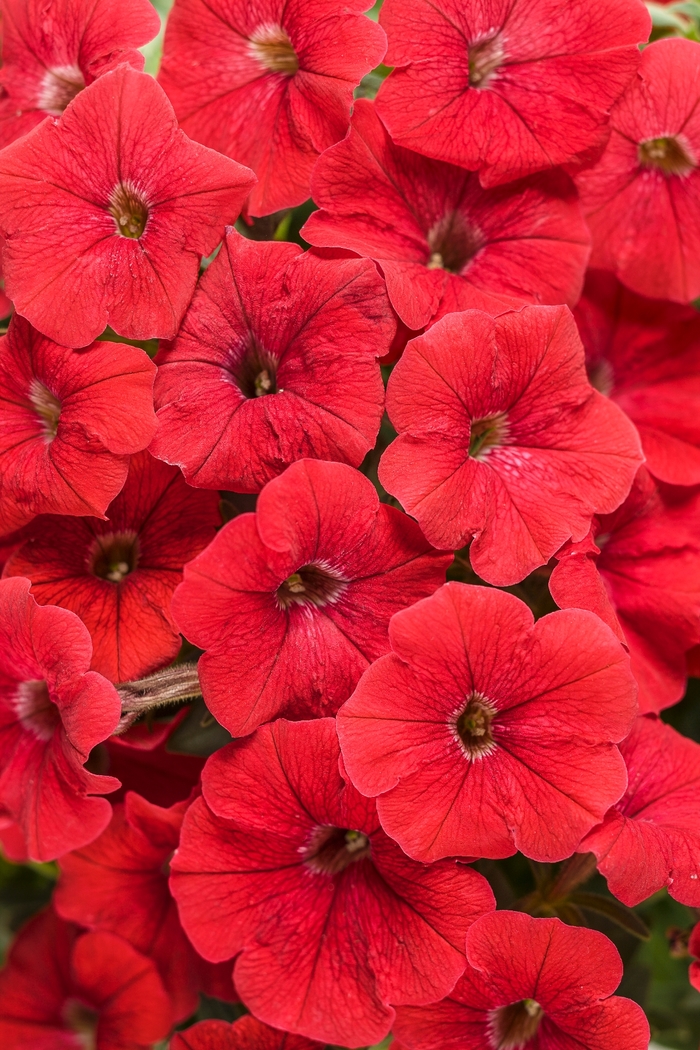 Petunia hybrid 'Really Red' | Supertunia® | Kings Garden Center
