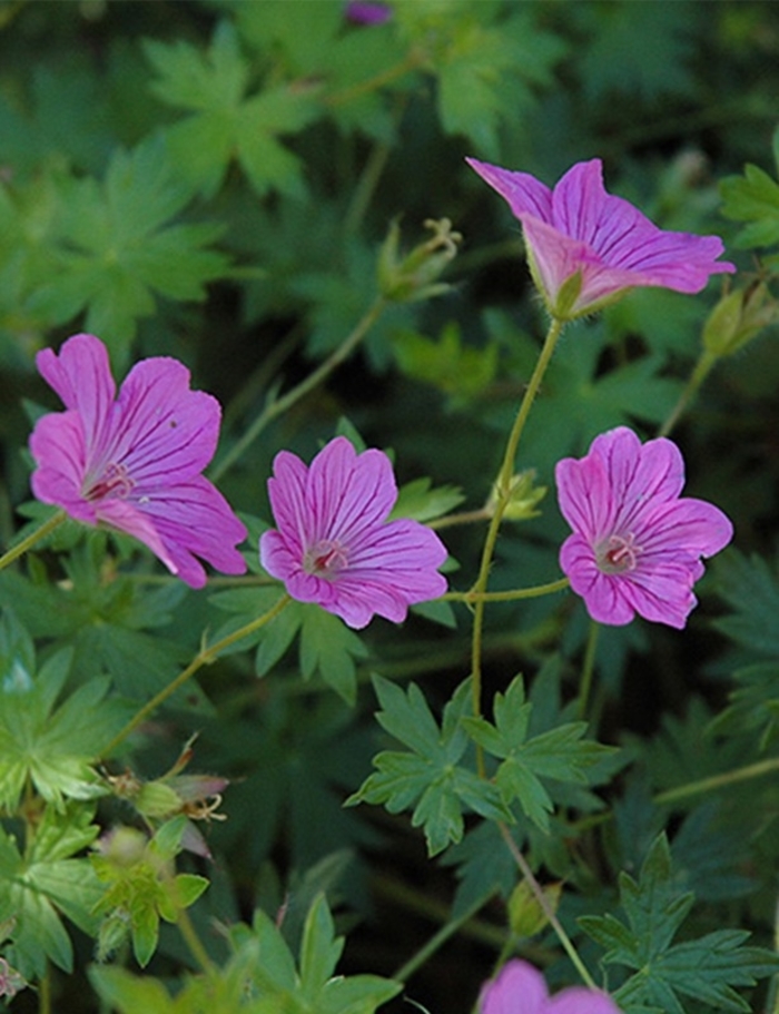 Geranium sanguineum 'Blushing Turtle' | Cranesbill | Kings Garden Center