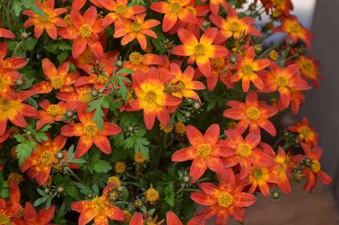 Bidens 'Campfire™ Fire Wheel' | Bidens | Kings Garden Center
