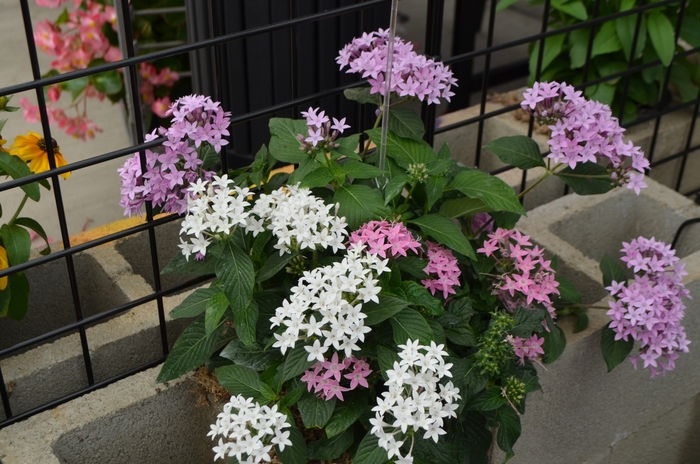 Pentas lanceolata Graffiti 'Mix' | Pentas | Kings Garden Center