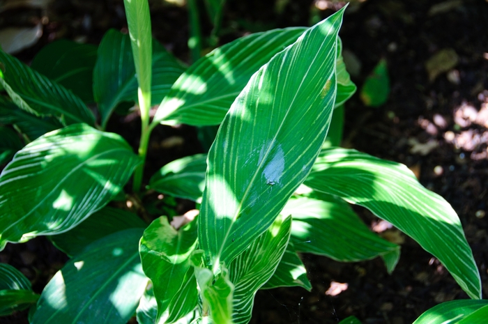 Alpinia formosana | Pinstripe Ginger | Kings Garden Center