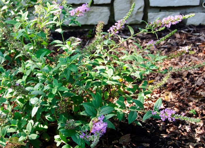 Buddleia davidii 'Ultra violet' | Ultra Violet Butterfly Bush | Kings ...