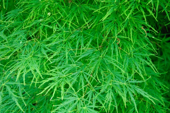 Acer palmatum dissectum 'Viridis' | Green Cutleaf Japanese Maple ...