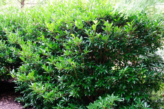 Viburnum awabuki 'Chindo' | Chindo Viburnum | Kings Garden Center