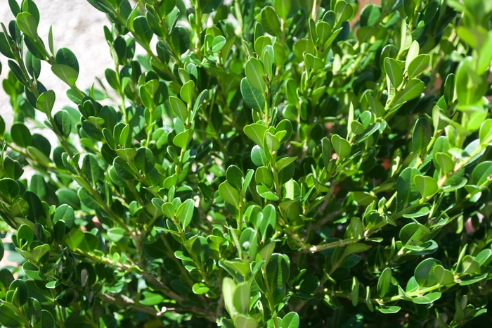 Buxus microphylla var. japonica | 'Winter Gem' Boxwood Buxus microphylla var. japonica | 'Winter Gem' Boxwood