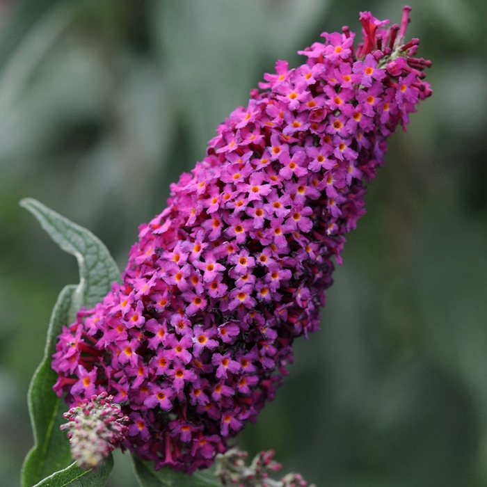 Buddleia hybrid 'Bosblink' | Blaze Pink Butterfly Bush | Kings Garden ...