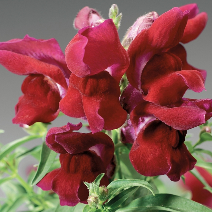 Antirrhinum majus 'Montego Red' | Snapdragon | Kings Garden Center