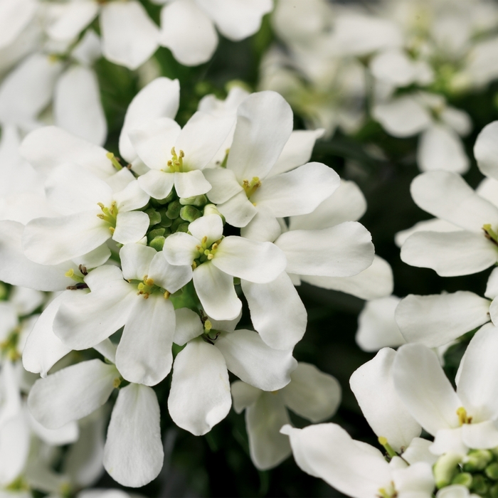 Iberis sempervirens 'Snow Cone' | Candytuft | Kings Garden Center