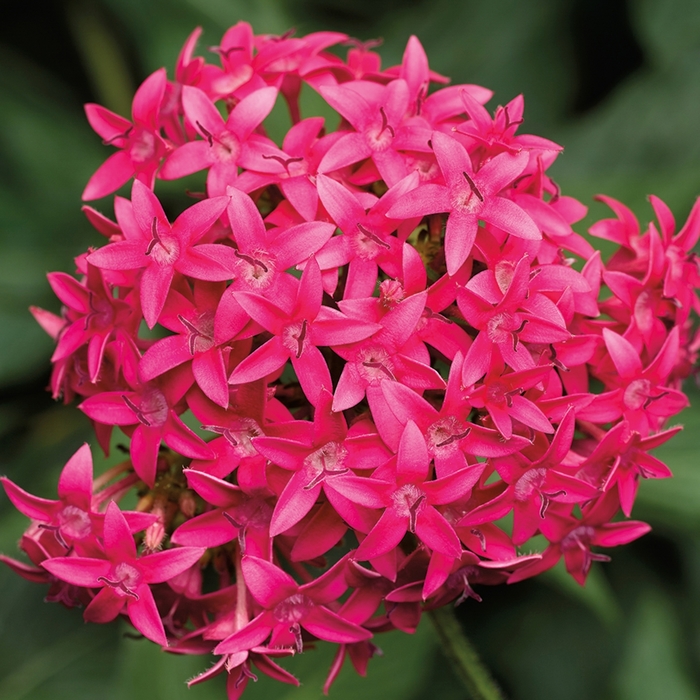 Pentas lanceolata 'Falling Star Hot Pink' | Star Flower | Kings Garden ...