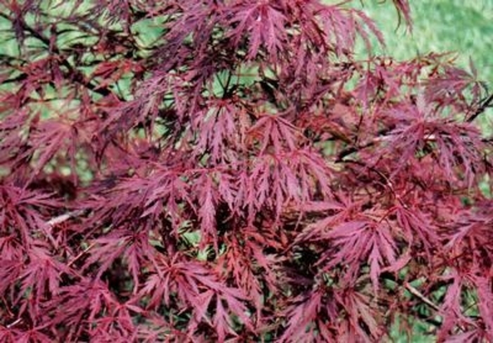 Acer palmatum dissectum 'Red Dragon' | Red Dragon Japanese Maple ...