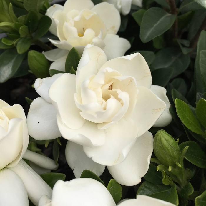 Gardenia jasminoides 'Crown Jewel' | Gardenia | Kings Garden Center Gardenia jasminoides 'Crown Jewel' | Gardenia | Kings Garden Center