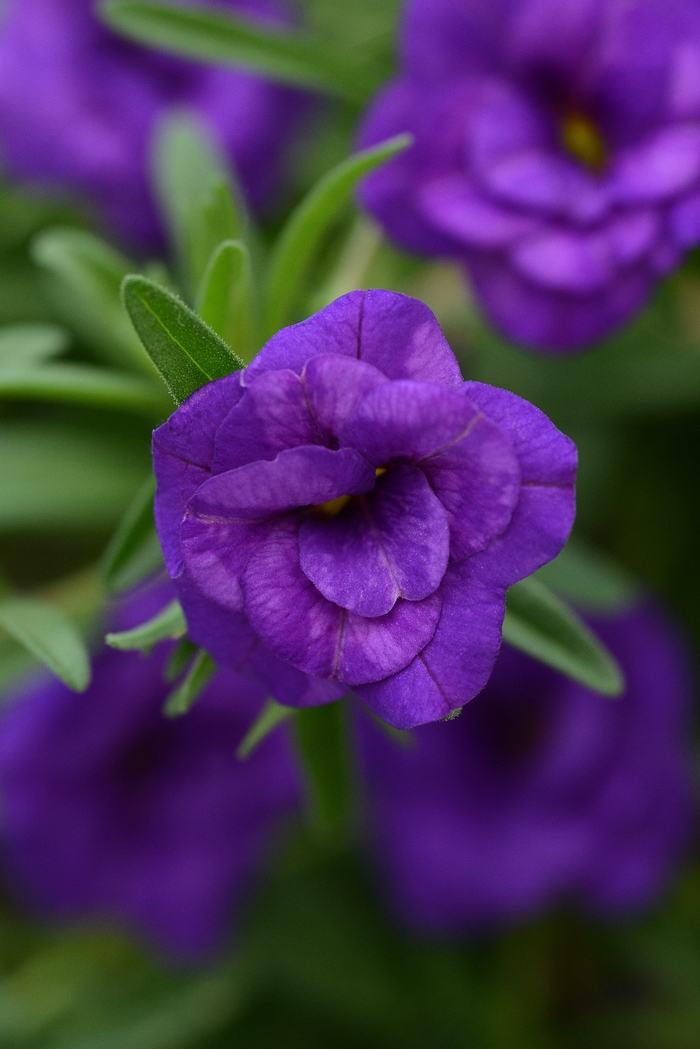 Calibrachoa x hybrida 'Minifamous Double Blue' | Trailing Petunia ...