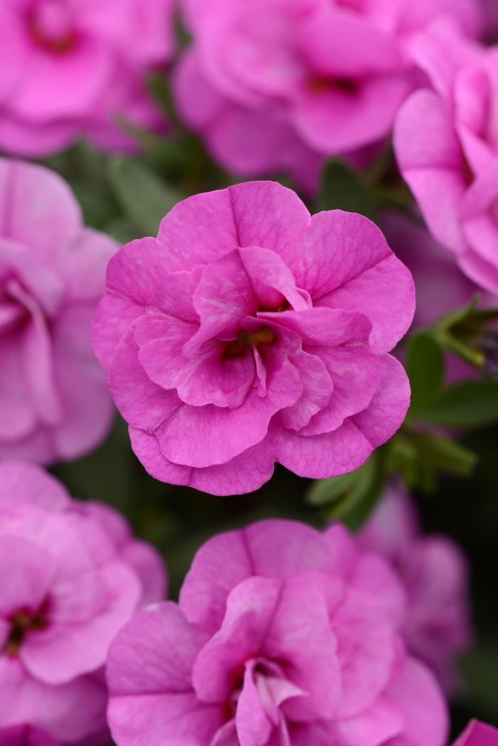 Calibrachoa x hybrida 'Minifamous Double Pink' | Trailing Petunia ...
