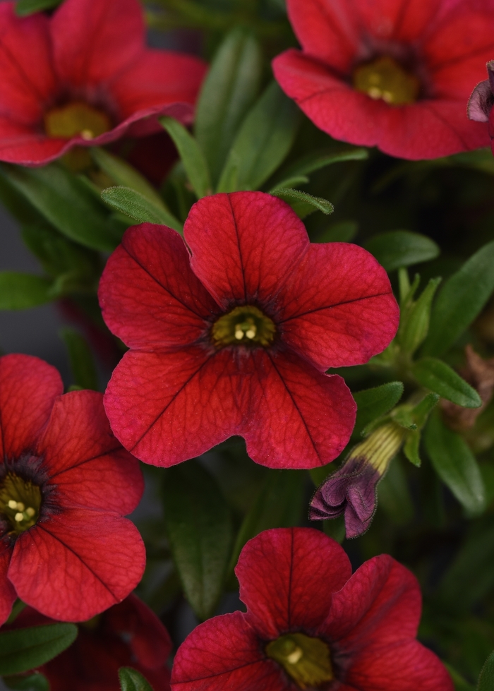 Calibrachoa x hybrida 'Minifamous Uno Red' | Trailing Petunia | Kings ...