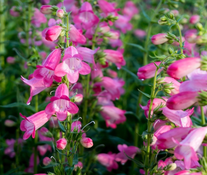 Penstemon hybrida 'Quartz Rose' | Beardtongue | Kings Garden Center