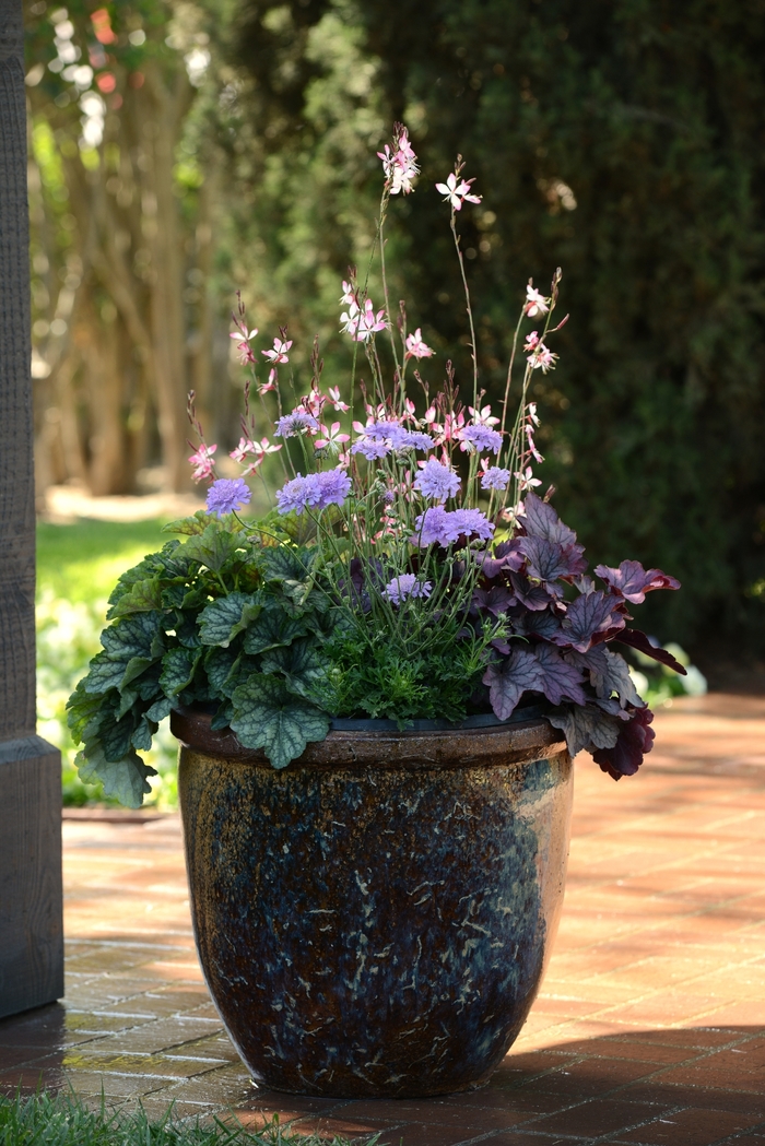 Gaura lindheimeri 'Little Janie' | Gaura | Kings Garden Center