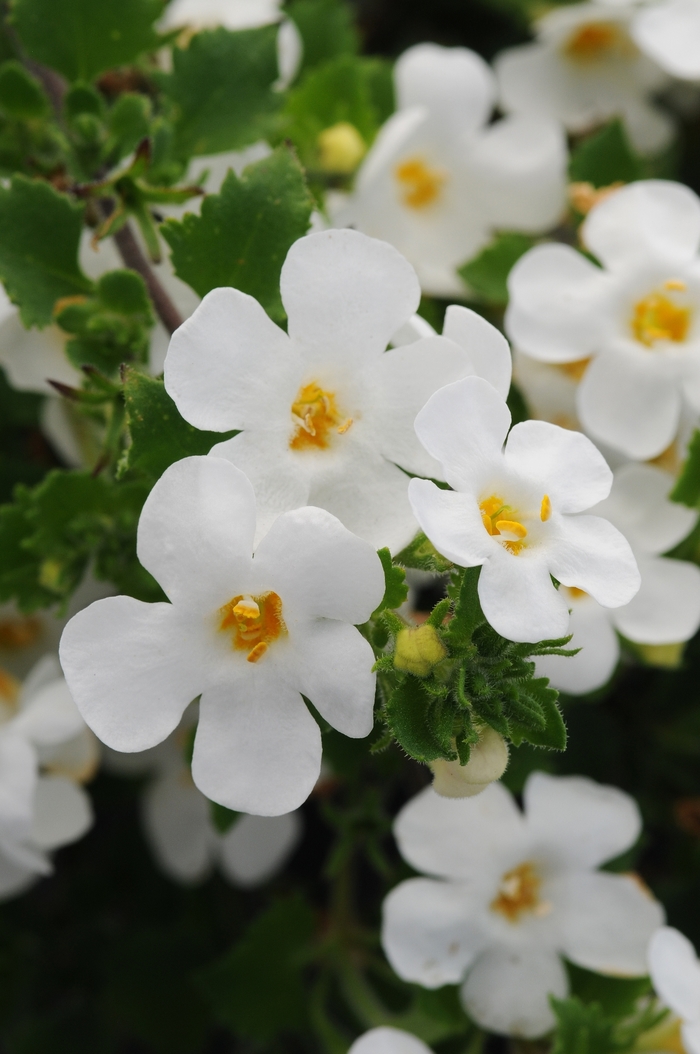Bacopa Sutera 'Gullivar White' | Scopia™ Bacopa | Kings Garden Center