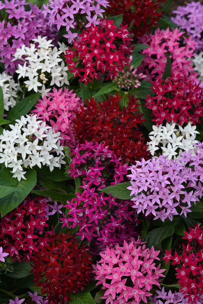 Pentas lanceolata 'Lucky Star Mix' | Lucky Star Pentas | Kings Garden ...