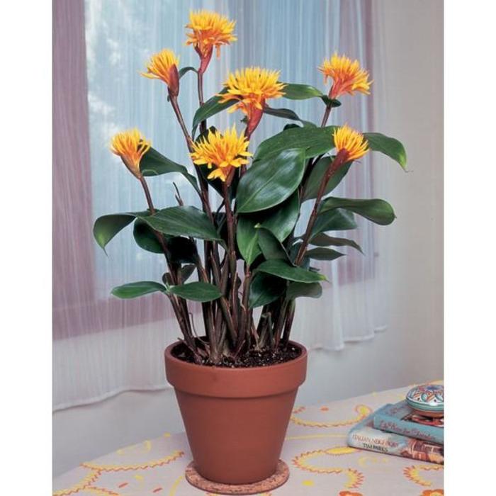 Burbidgea scheizocheila | Golden Brush, Dwarf Orange Ginger, Voodoo ...